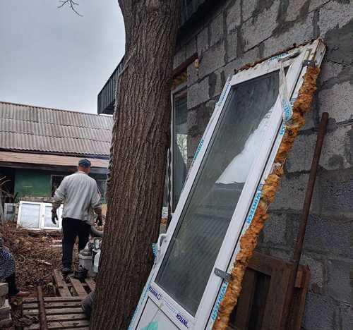 Дерево Липа