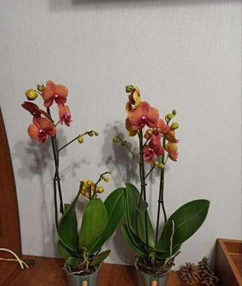 Орхидея фаленопсис Сурф Сонг, 2 ствола