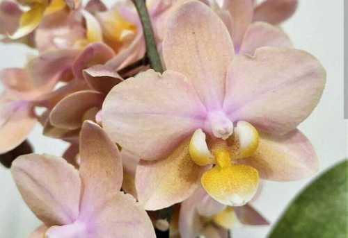 Орхидеи мини арома Scention, Burgundy, Omschrijv