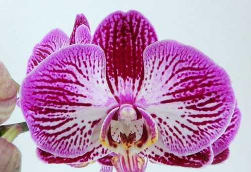 Орхидея Phal. JC43