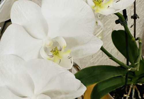 Орхидея фаленопсис белая в кашпо