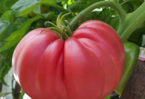 Семена минусинских томатов и болгарского перца