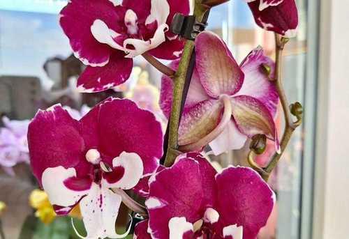 Орхидея фаленопсис биглип 1 цв