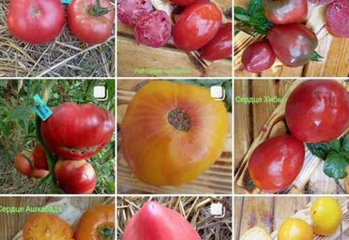 Семена сортовых, коллекционных томатов