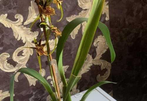 Орхидея брассия(паук)