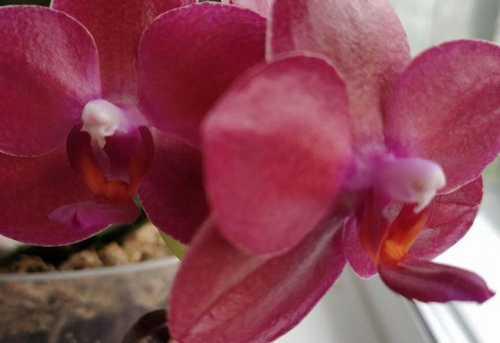 Орхидея фаленопсис Hear Fancy