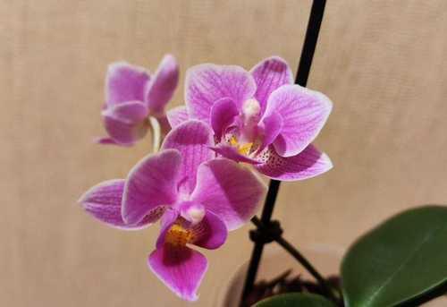 Орхидея фаленопсис мини -фиолетовый