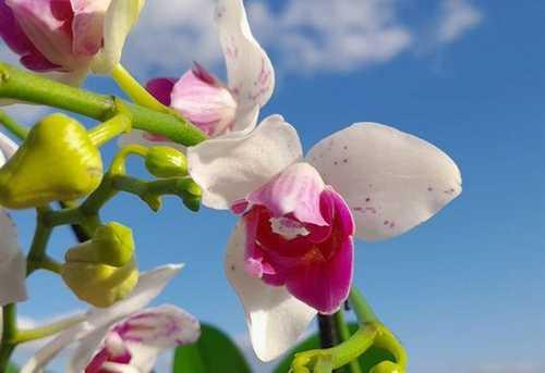 Орхидея фаленопсис 2в1 бабочка, пелорик