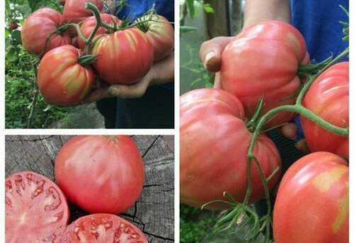 Семена коллекционных сортовых томатов урожайные
