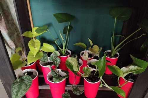 Коллекционные комнатные растения