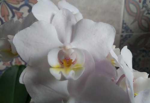 Орхидея фаленопсис Джулия 8 (phal. Julia 8)