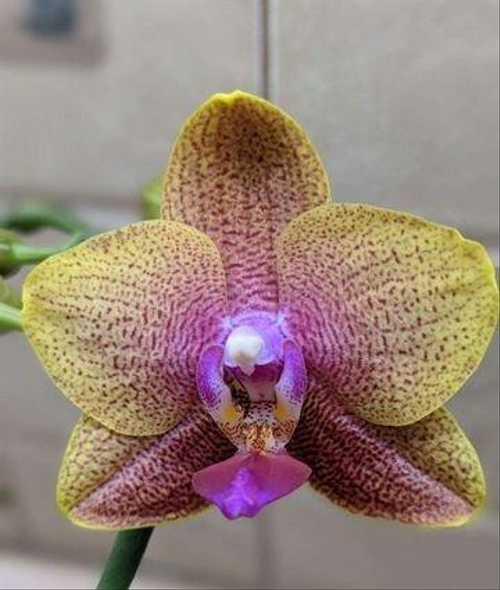 Орхидея фаленопсис Sogo Lowrence