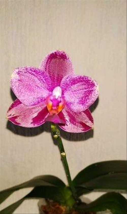 Орхидея фаленопсис Sogo Relex 1661 арома