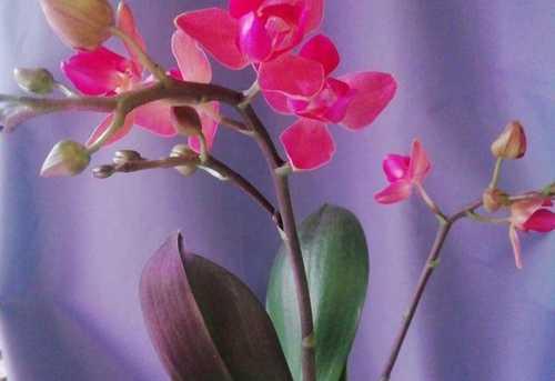 Орхидея Тай шин смарт пелор