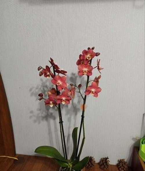 Орхидея фаленопсис Horizion, 2 ствола