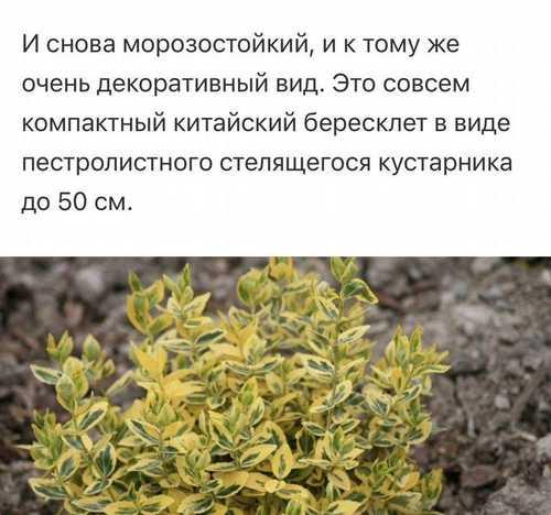 Бересклет форчуна