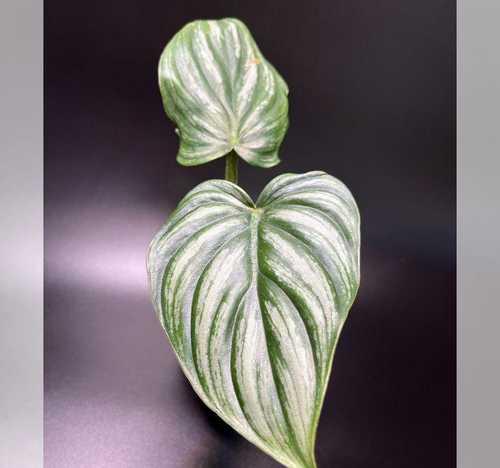 Philodendron