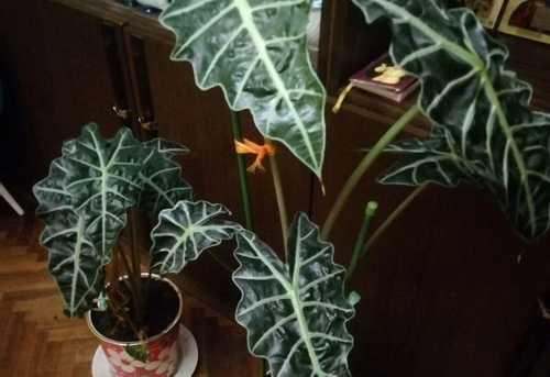 Комнатное растение Алоказия Полли