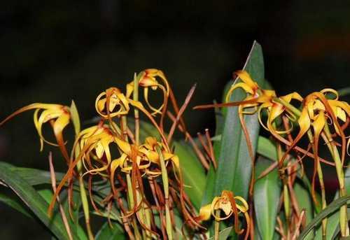 Орхидея максилярия maxillaria lepidota