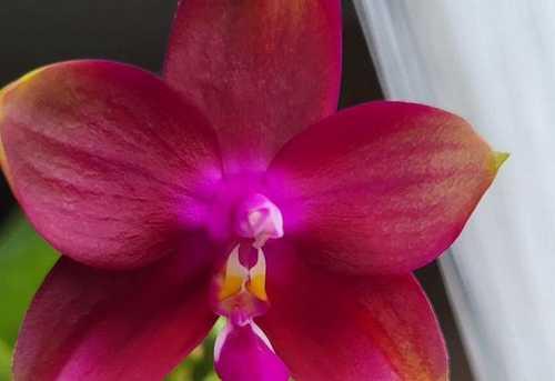 Орхидея mituo king bellina