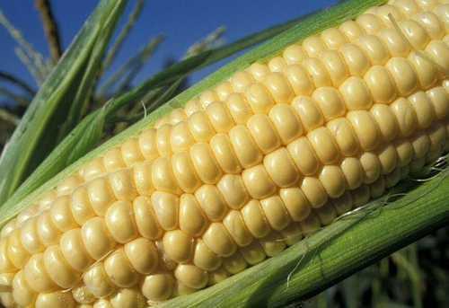 Гибриды семян кукурузы и подсолнечника