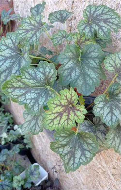 Гейхеры и гейхереллы