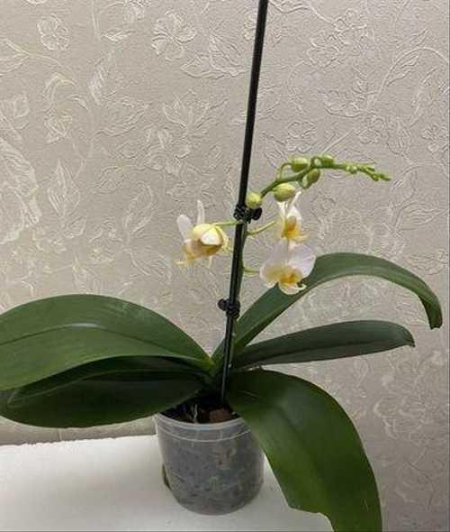Орхидея фаленопсис Бургунди