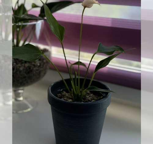 Комнатные растения Цветы Антуриум Лилли