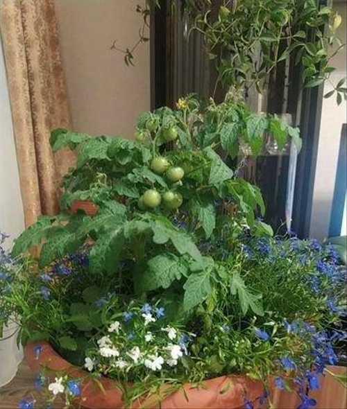 Балконный помидор