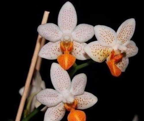 Орхидея фаленопсис подросток мини марк
