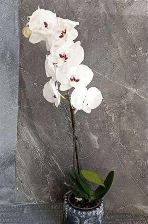 Орхидея фаленопсис Биг лип reyoung prince