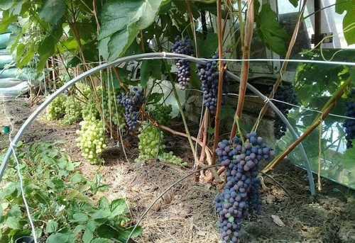 Виноград саженцы