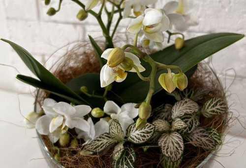 Орхидея, орхидариум, подарок в наличии и под заказ