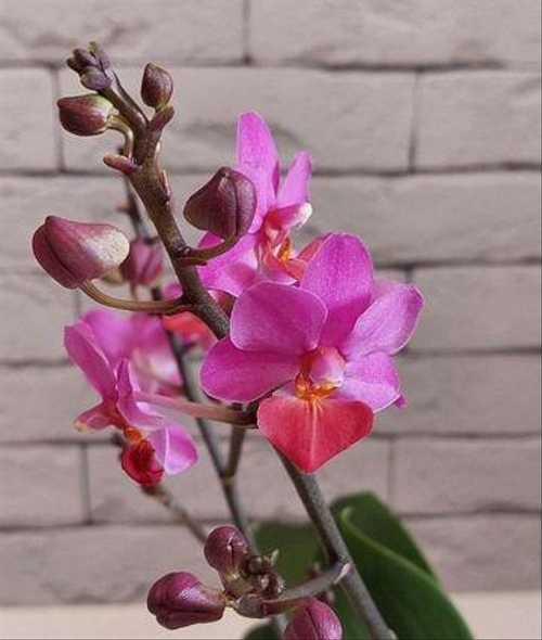 Орхидея фаленопсис"Table mistery Тейбл Мистери"