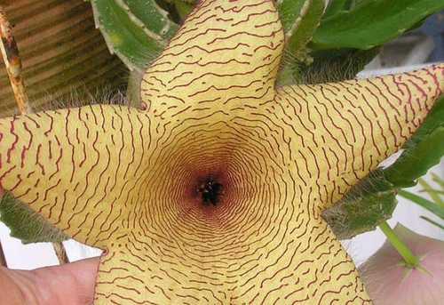 Stapelia Gigantea(стапелия Гигантея)