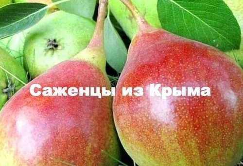 Саженцы Груши Любимица Клаппа