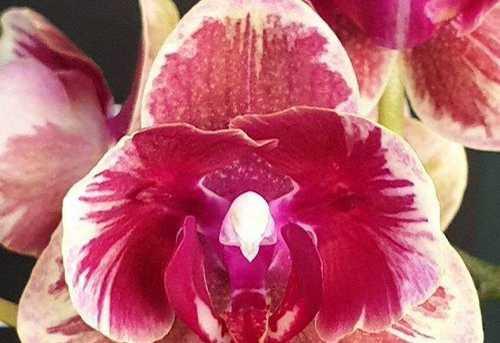 Орхидея фаленопсис бабочки подростки нецветущие