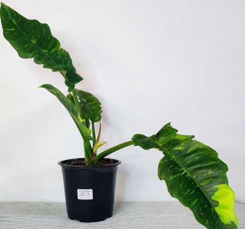 Филодендрон Ринг оф Файер (Philodendron)