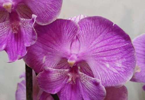 Орхидея фаленопсис 19