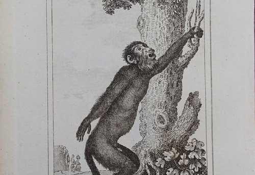 Гравюpы Приматы Обезьяны Бюффон Вuffon 1791