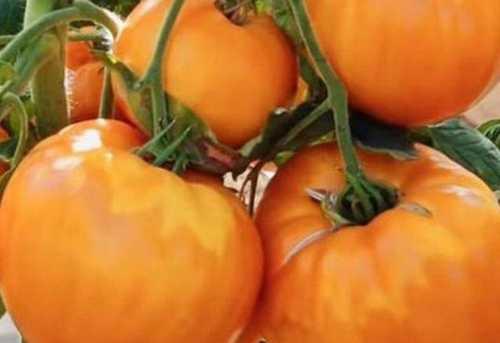 Рассада томатов Амана оранж