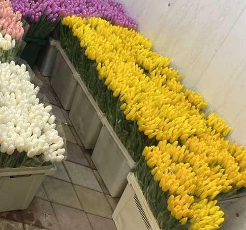 Голладские тюльпаны оптом на 8 марта