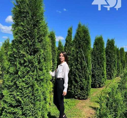 Туя колумна 1.7 м