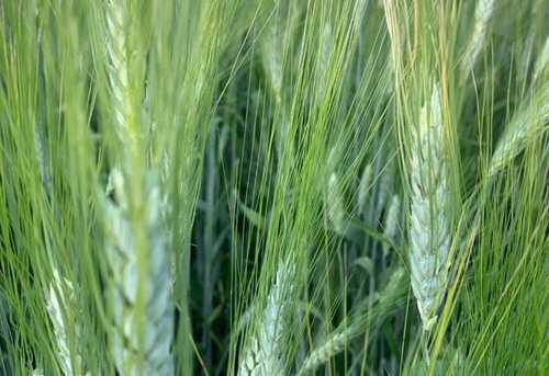 Продам семена твёрдой пшеницы