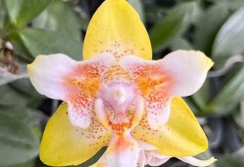 Орхидея (Yaphon Perfume Brother Sala Gold) 'Yaph