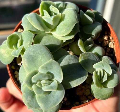 Суккулент коллекционный echeveria Lovely rose