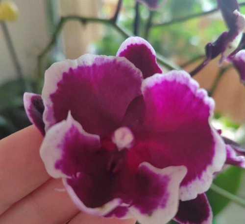 Орхидея фаленопсис Рэд биг лип