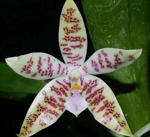 Орхидея фаленопсис Phal. Hieroglyphica