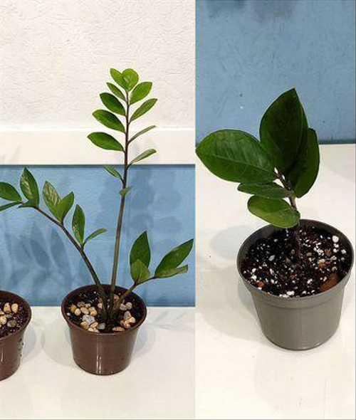 Замиокулькас ланцетовидный Zamioculcas Lanceolata