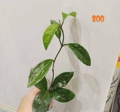 Хойя ан 074 silver